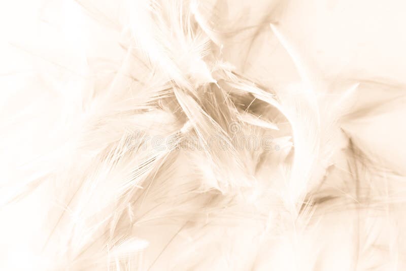 Beautiful Abstract Feathers Wall Pattern Textures Background and ...
