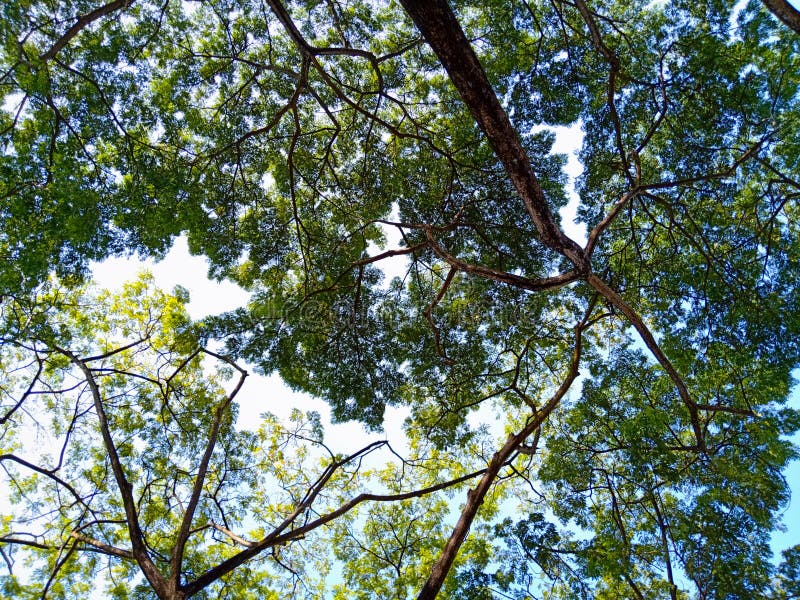 Beautiful Abstract Form of Branches and Leaves of a Tree Stock Photo ...