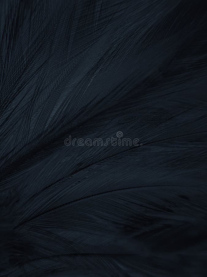 Beautiful Abstract Gray Feathers on Black Background, Soft White ...