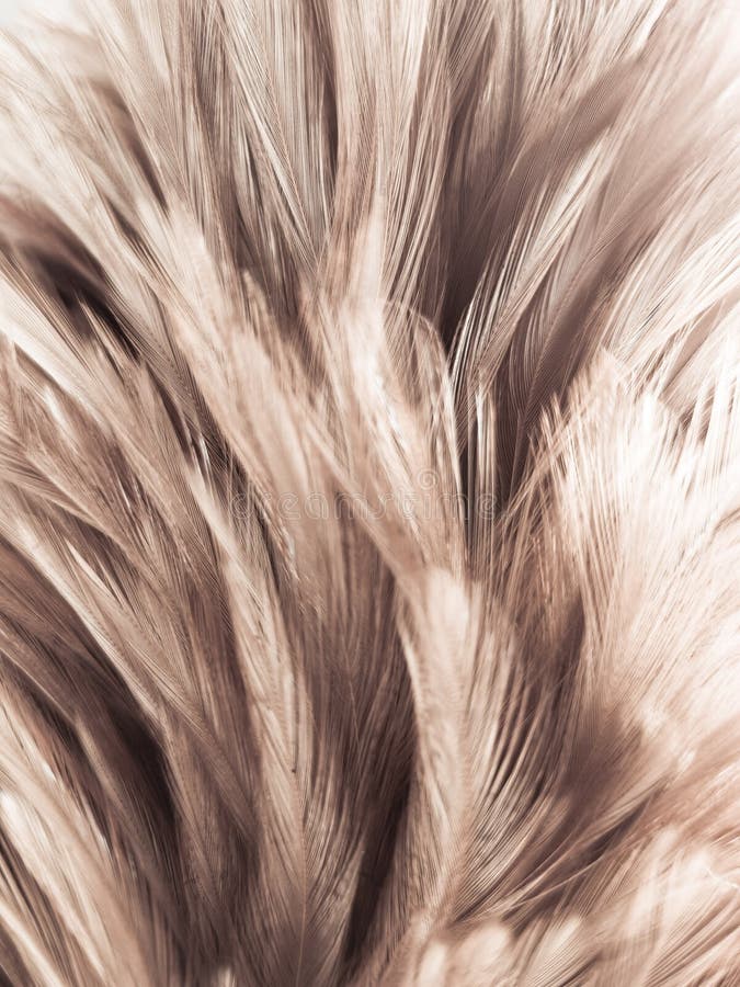 Beautiful Abstract Gray and White Feathers on White Background, Soft ...