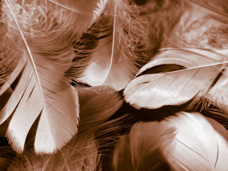 Beautiful Abstract Gray and White Feathers on Black Background, Soft ...