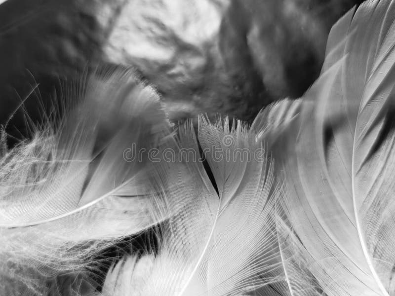 Beautiful Abstract Gray and White Feathers on Black Background, Soft ...