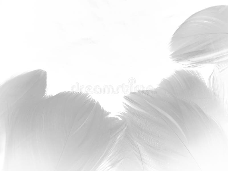 Beautiful Abstract Gray and White Feathers on White Background, Soft ...