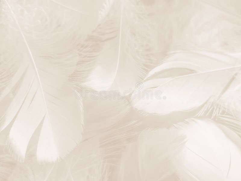 Beautiful Abstract Gray and White Feathers on White Background, Soft ...
