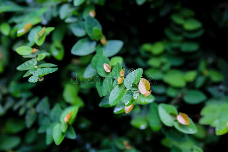 Beautiful Abstract Green Leaves Selective Focus Use for Background ...
