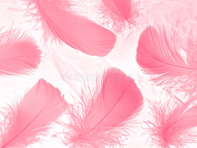 Beautiful Abstract Light Pink Feathers on White Background, White ...