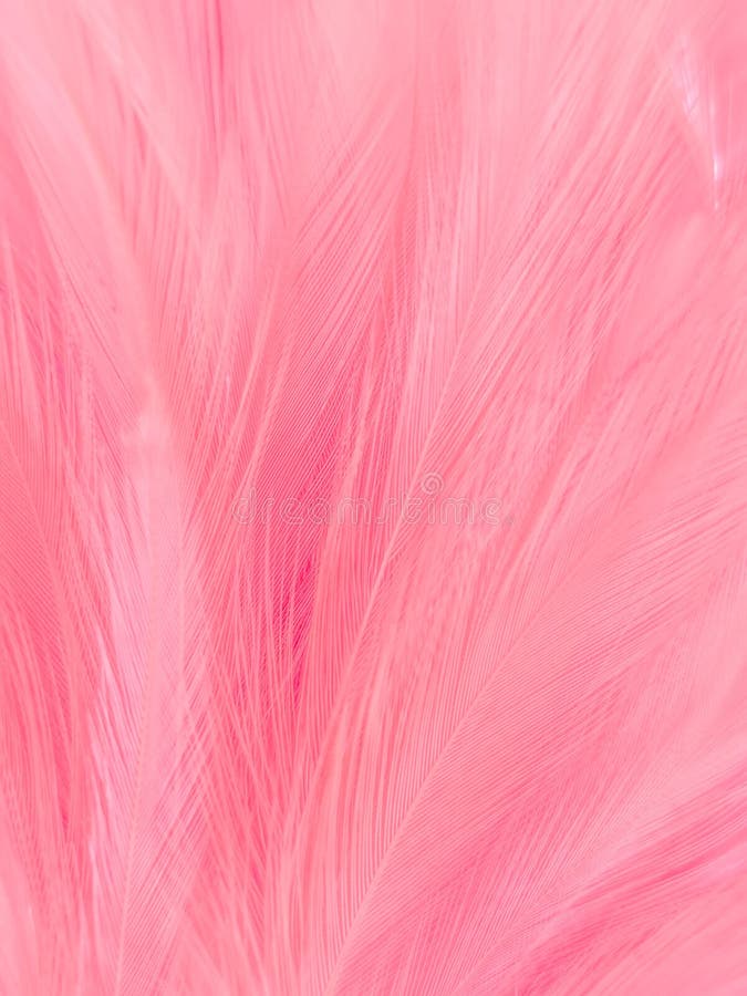 Beautiful Abstract Light Pink Feathers on White Background White ...