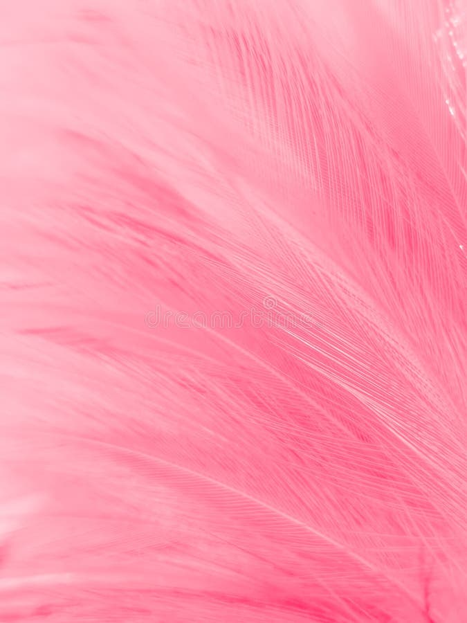Beautiful Abstract Light Pink Feathers on White Background, White ...