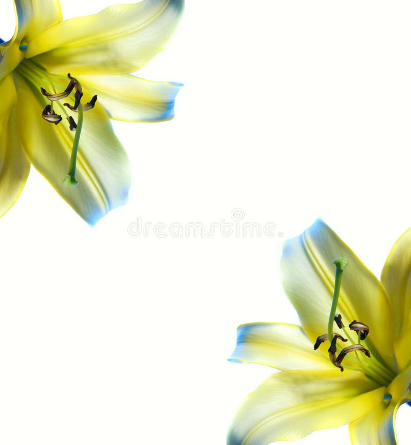 Beautiful Abstract Lilly Frame Stock Photo - Image of element, botany ...