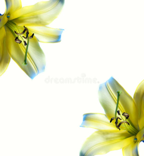 Beautiful Abstract Lilly Frame Stock Photo - Image of element, botany ...