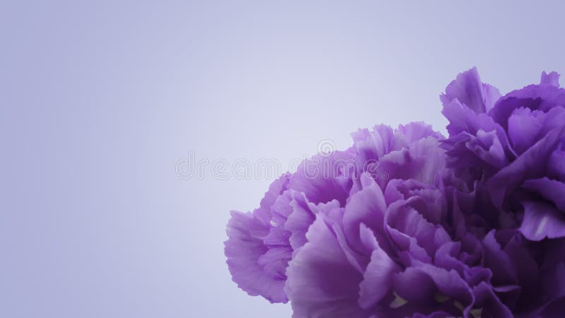 Beautiful Abstract Macro Violet Purple Carnation Flower Background ...