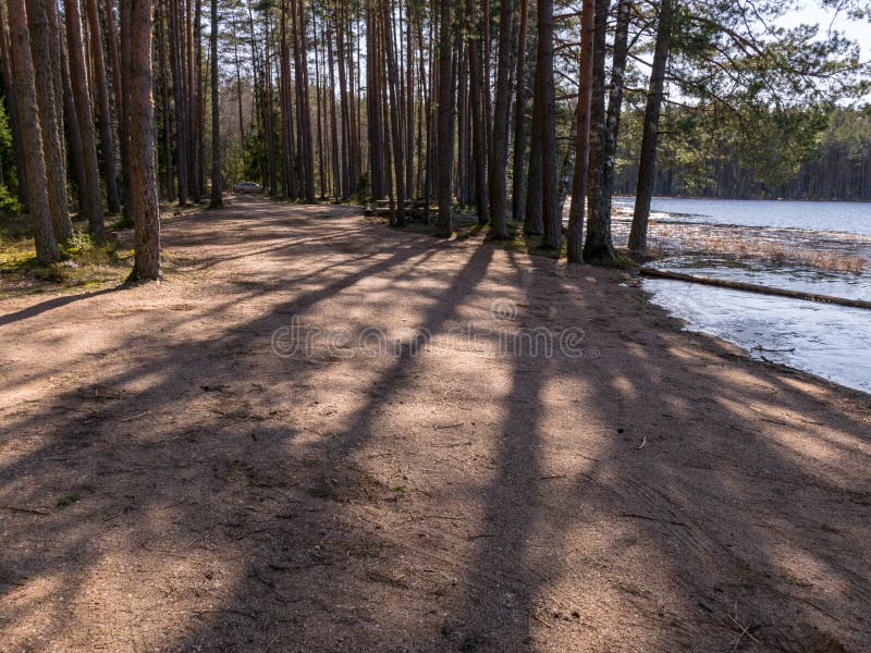 Beautiful Abstract Picture with Tree Shadows on the Ground Stock Image ...