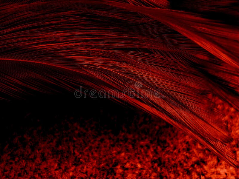 Beautiful Abstract Red Feathers on Dark Background and Soft White ...