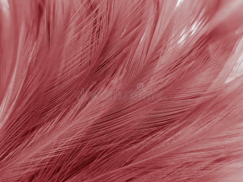 Beautiful Abstract Red Feathers on White Background and Black Feather ...