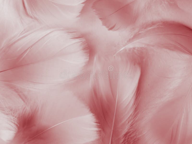 Beautiful Abstract Red Feathers on White Background, White Feather ...