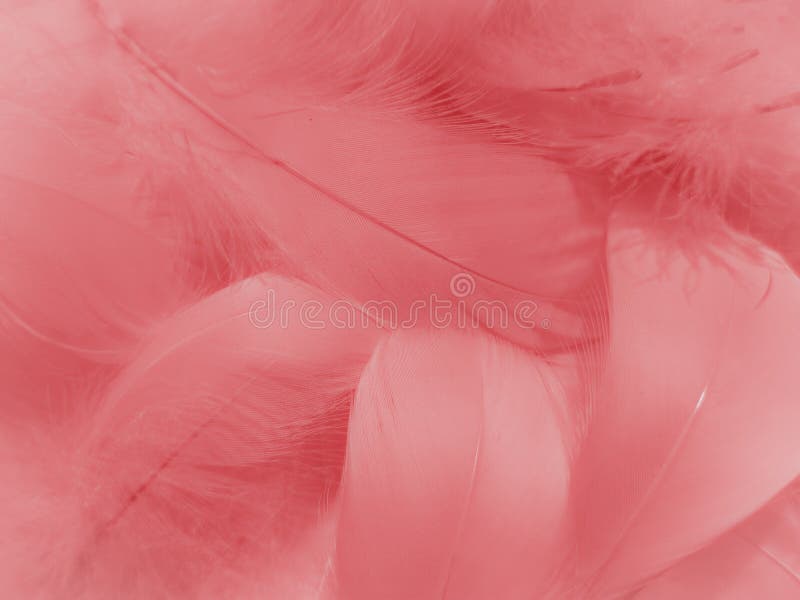 Beautiful Abstract Red Feathers on White Background, White Feather ...