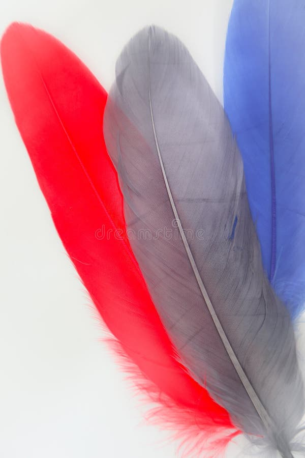 Beautiful Abstract Texture Color Red Gray Blue and Black Feathers on ... Beautiful Abstract Texture Color Red Gray Blue and Black Feathers on ...
