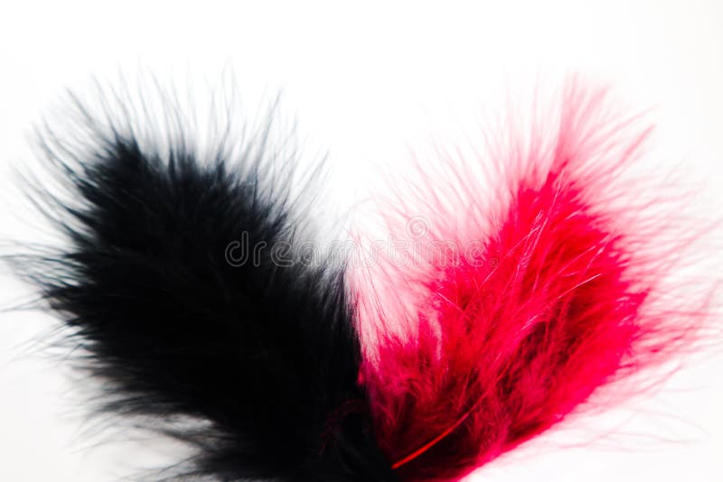 Beautiful Abstract Texture Color Red Pink and Back Feathers on the ...