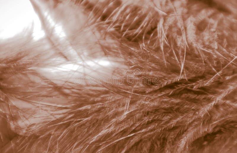 Beautiful Abstract White and Brown Feathers on Darkness Background and ...