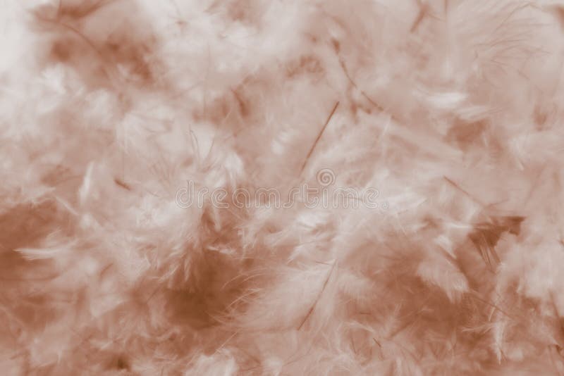 Beautiful Abstract White and Brown Feathers on Darkness Background and ...