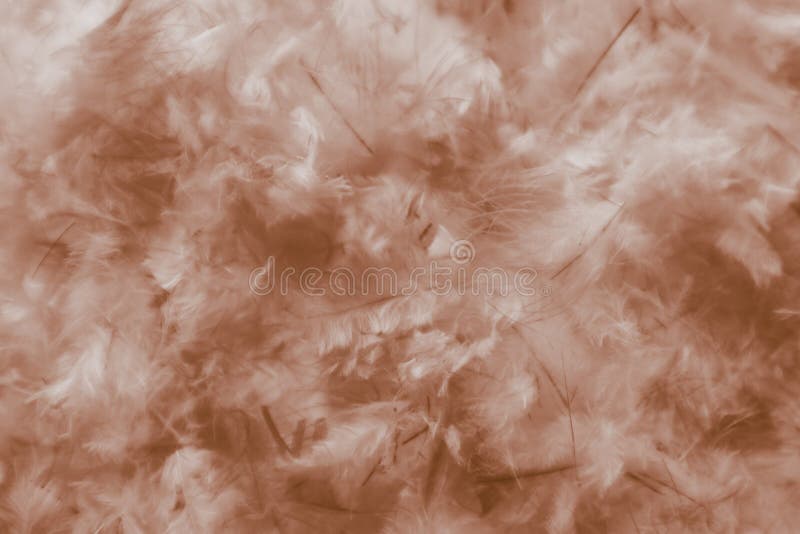 Beautiful Abstract White and Brown Feathers on Darkness Background and ...
