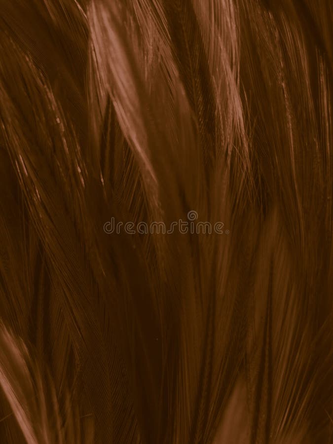 Beautiful Abstract White and Brown Feathers on White Background and ...