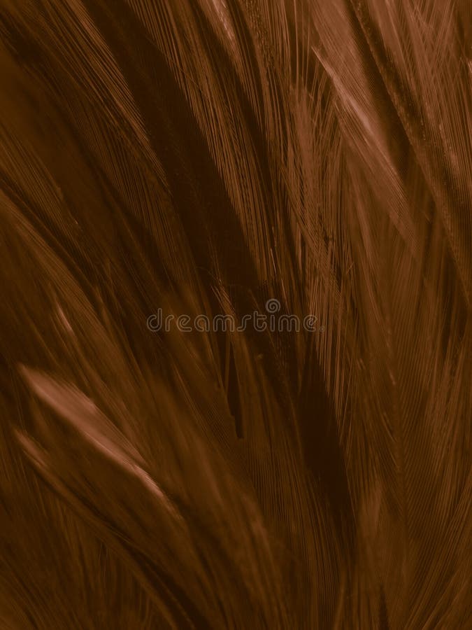 Beautiful Abstract White and Brown Feathers on White Background and ...