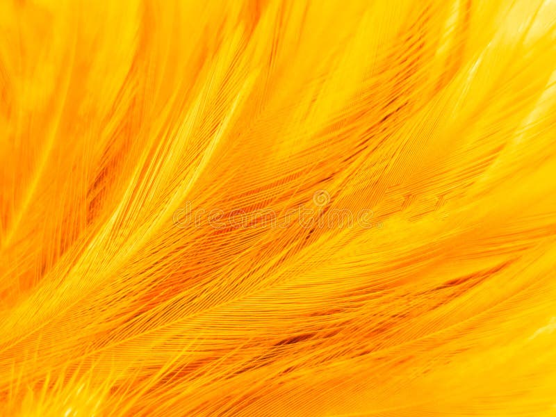 Beautiful Abstract White and Brown Feathers on White Background and ...