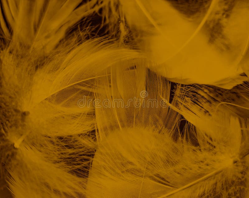 Beautiful Abstract White and Brown Feathers on White Background and ...