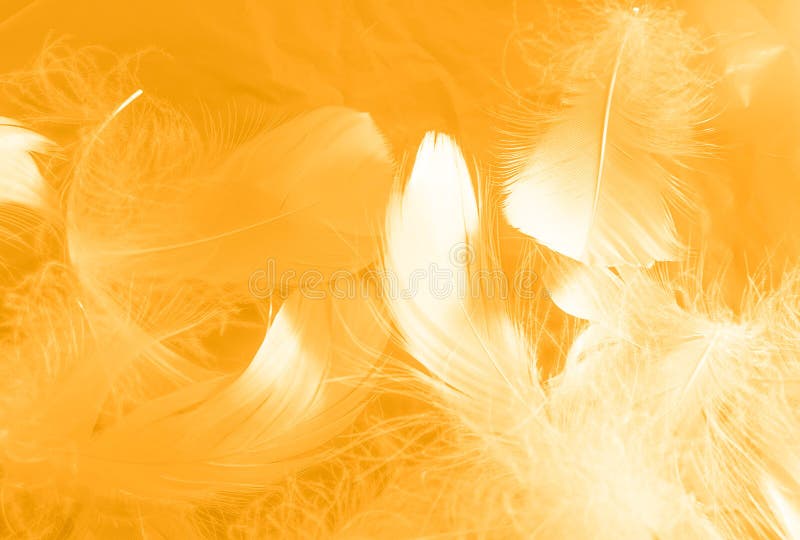 Beautiful Abstract White and Brown Feathers on Yellow Background and ...