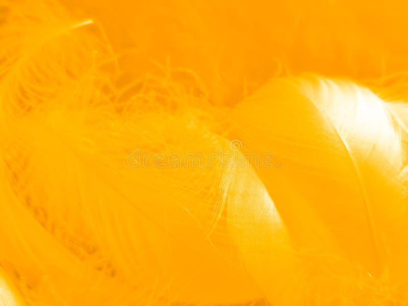 Beautiful Abstract White and Brown Feathers on Yellow Background and ...