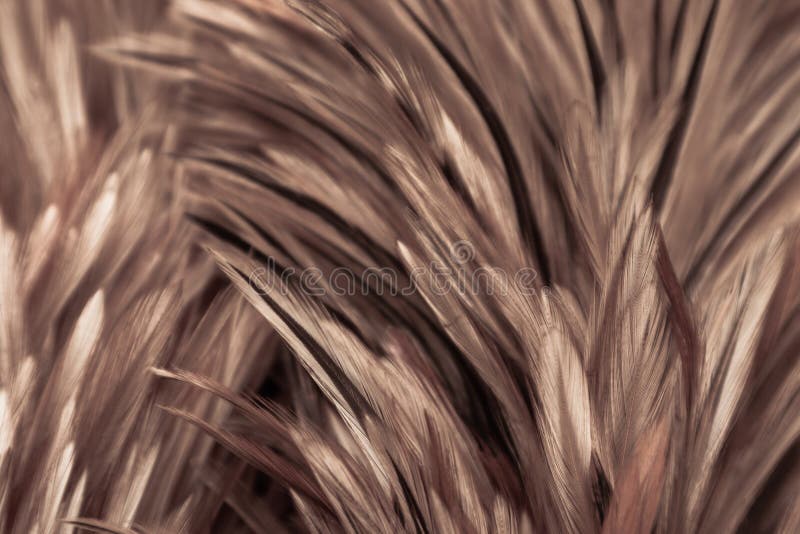 Beautiful Abstract White Gray and Brown Feathers on Dark Background and ...