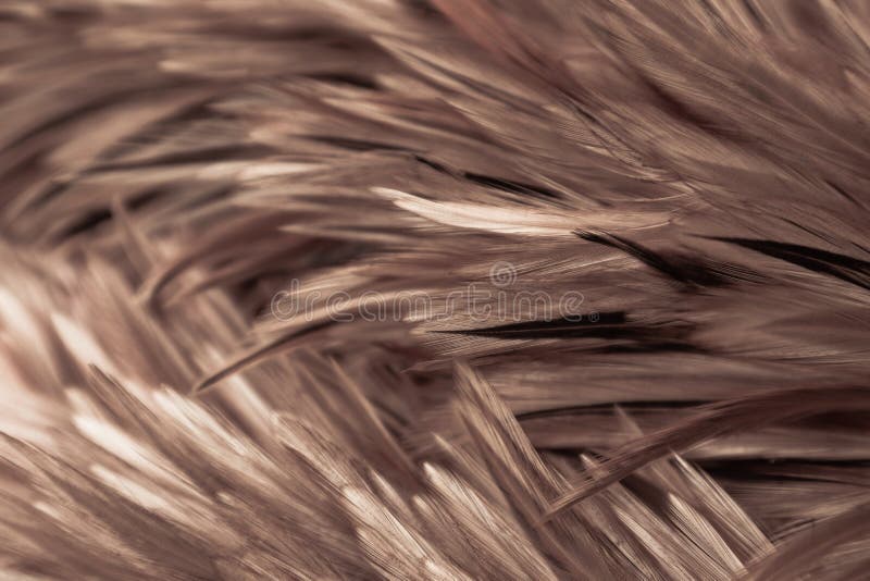 Beautiful Abstract White Gray And Brown Feathers On Dark Background And Colorful Soft Brown