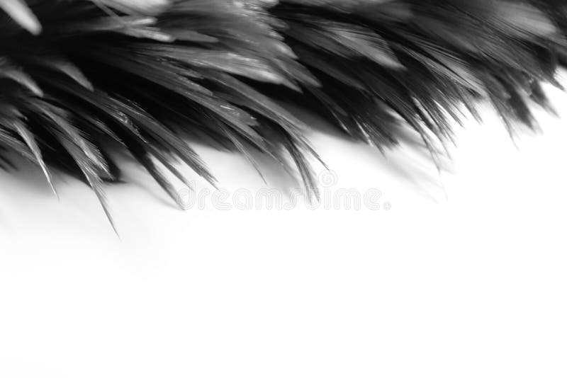 Beautiful Abstract White Gray And Brown Feathers On Dark Background And Colorful Soft Brown