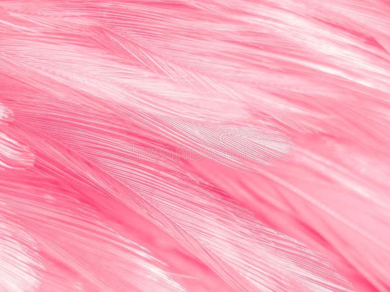 Beautiful Abstract White and Pink Feathers on White Background and Soft ...