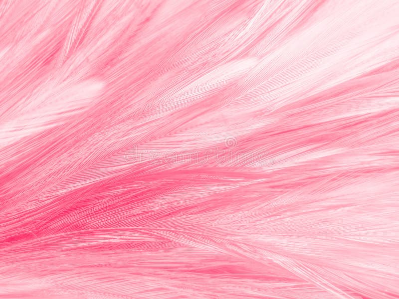 Beautiful Abstract White and Pink Feathers on White Background and Soft ...