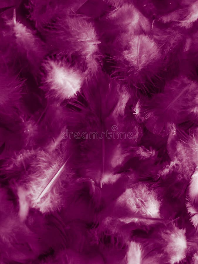 Beautiful Abstract White and Purple Feathers on White Background and ...