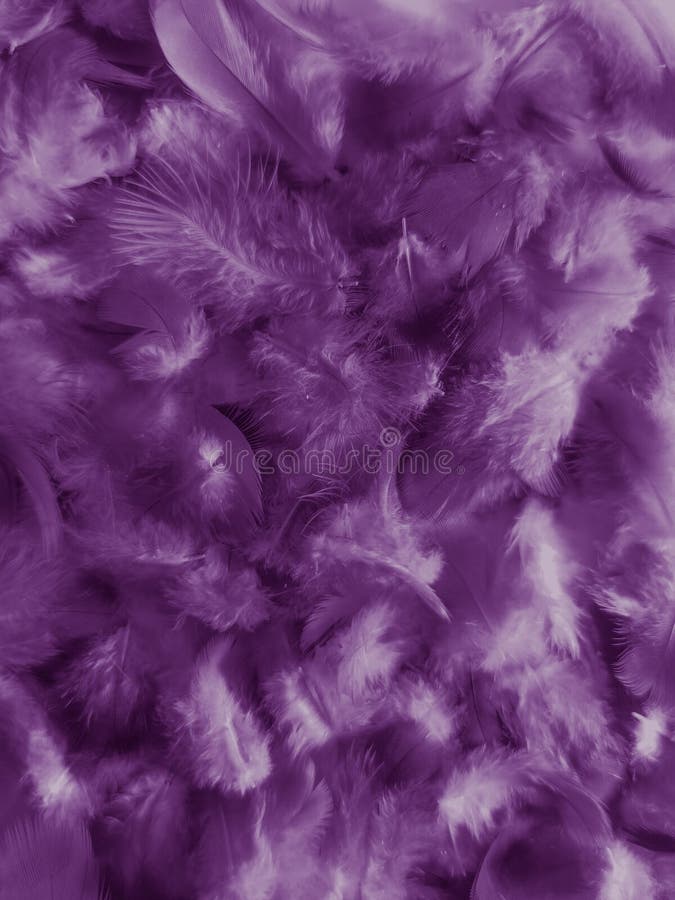 Beautiful Abstract White and Purple Feathers on White Background and ...