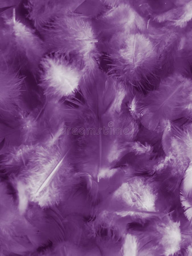 Beautiful Abstract White and Purple Feathers on White Background and ...