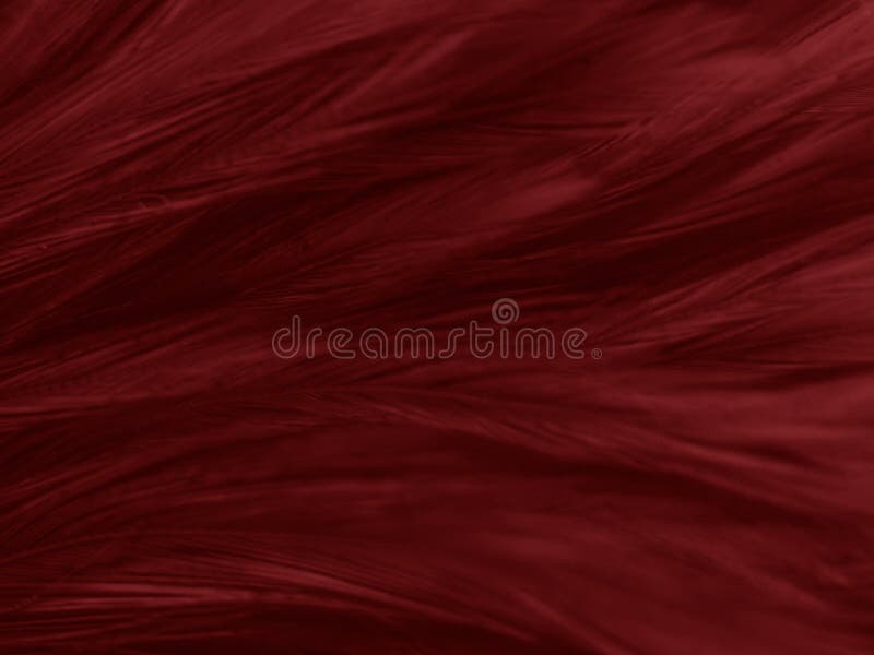 Beautiful Abstract White and Red Feathers on White Background and Soft ...
