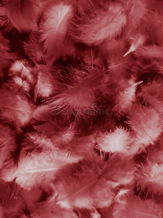 Beautiful Abstract White and Red Feathers on White Background and Soft ...