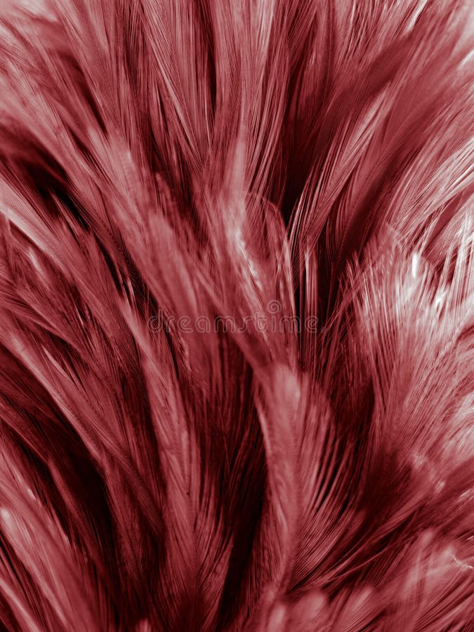Beautiful Abstract White and Red Feathers on Black Background and Soft ...