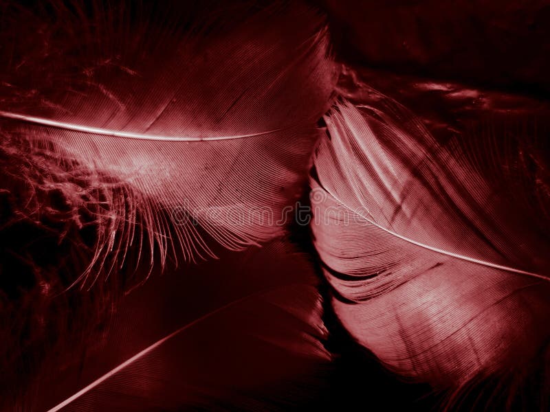 Beautiful Abstract White and Red Feathers on Black Background and Soft ...