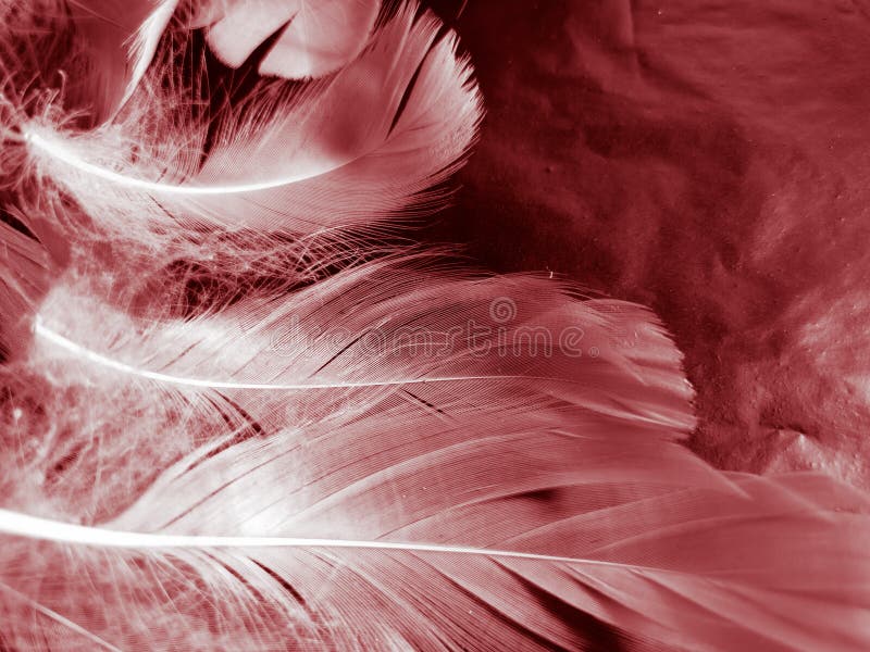 Beautiful Abstract White and Red Feathers on Black Background and Soft ...