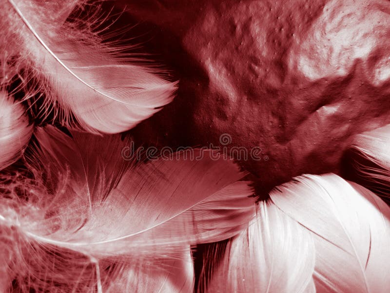 Beautiful Abstract White and Red Feathers on Black Background and Soft ...