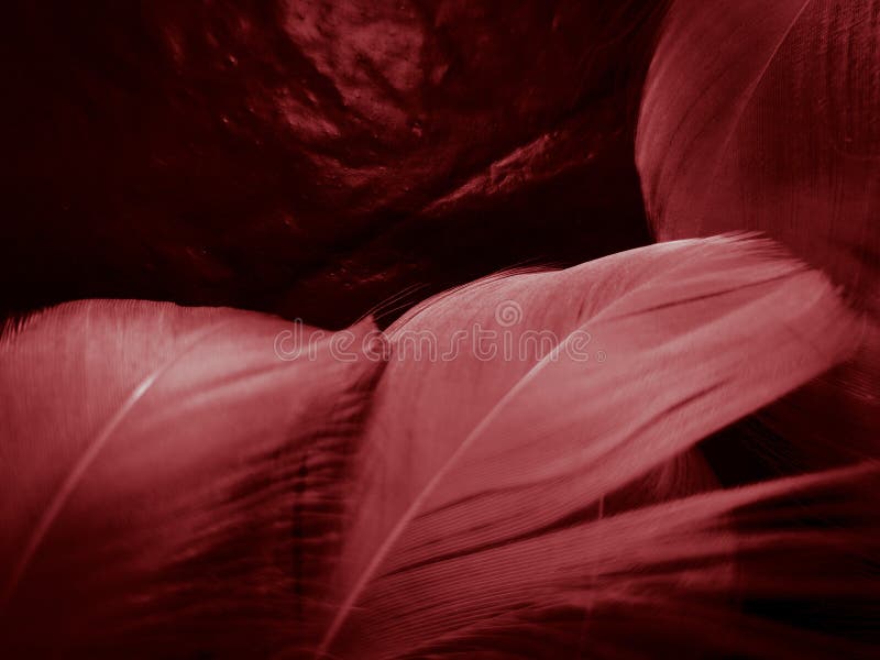Beautiful Abstract White and Red Feathers on Black Background and Soft ...