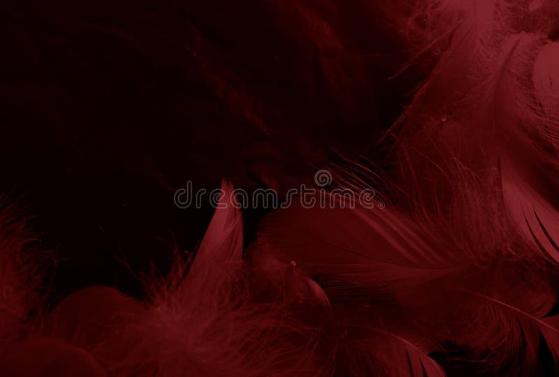 Beautiful Abstract White and Red Feathers on Black Background and Soft ...