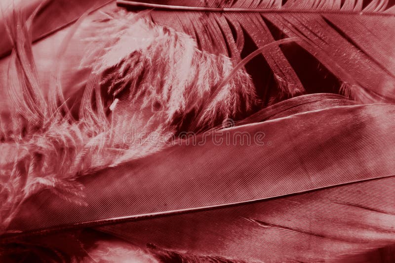 Beautiful Abstract White and Red Feathers on Darkness Background and ...