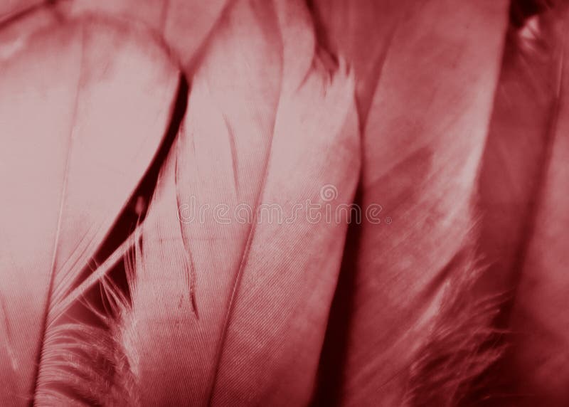 Beautiful Abstract White and Red Feathers on Darkness Background and ...
