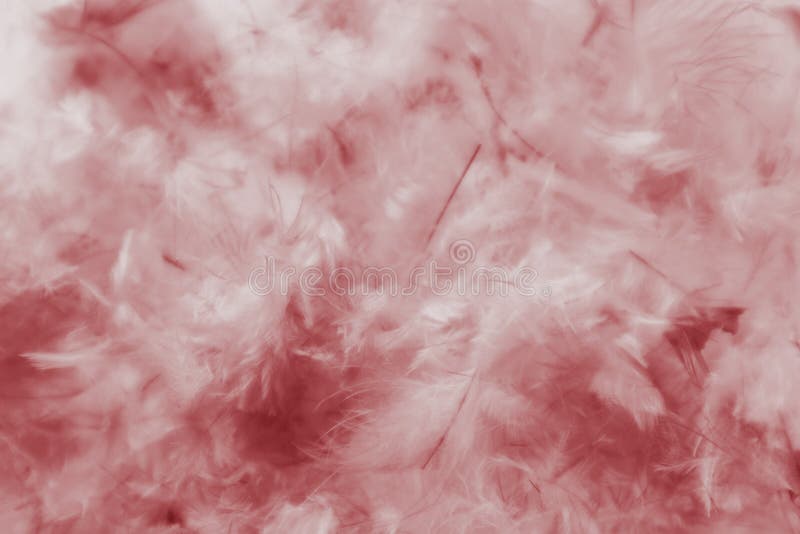 Beautiful Abstract White and Red Feathers on Darkness Background and ...